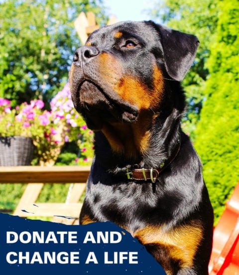 Florida Rottweiler Rescue Ranch