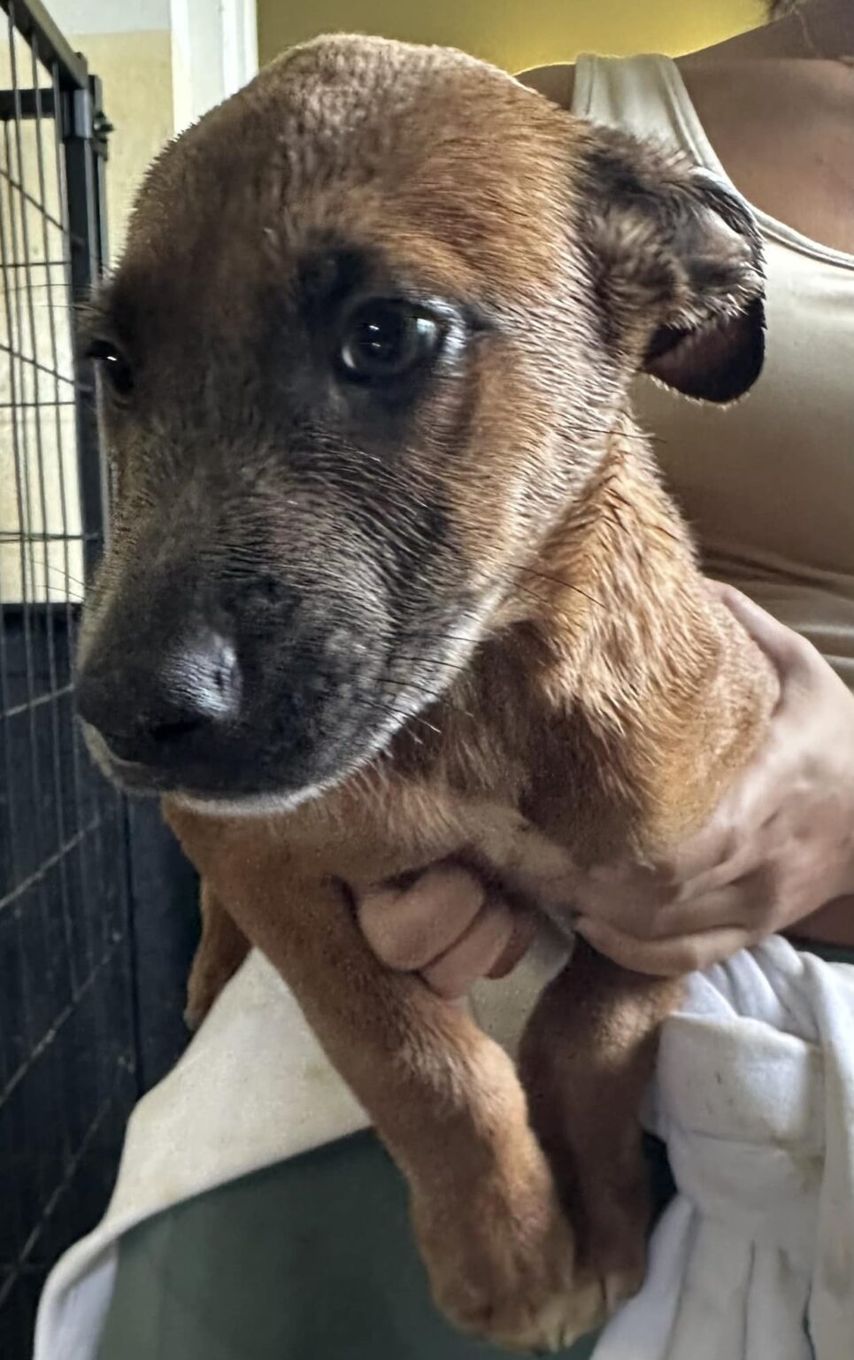 Ruby - Florida Rottweiler Rescue Ranch